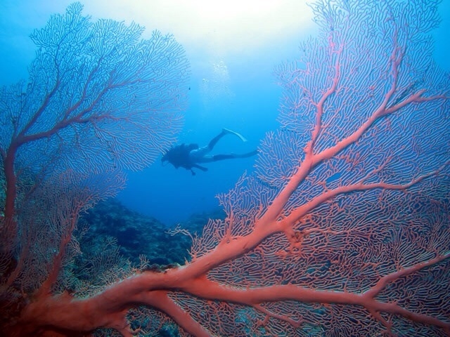 Audrey Diving Serviceの写真一覧(2ページ目) - じゃらんnet